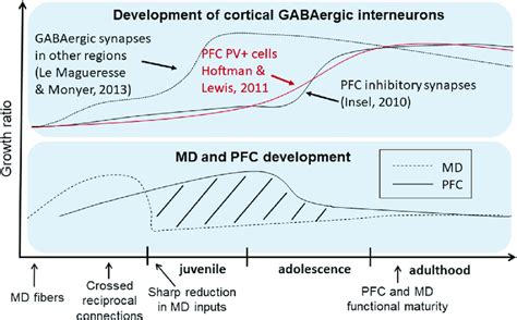 Developmental Trajectory Of Cortical Gabaergic Interneurons And Download Scientific Diagram