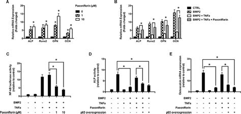 Molecular Basis Of The Action Of Paeoniflorin A Mrna Expression Of