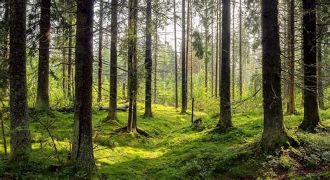 Powstanie Park Krajobrazowy Góry Łosiowe Inż