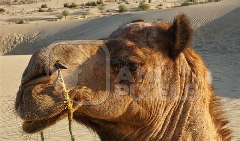 Close Up Of Head Of Camel With Rope In Nose And Desert In Background In