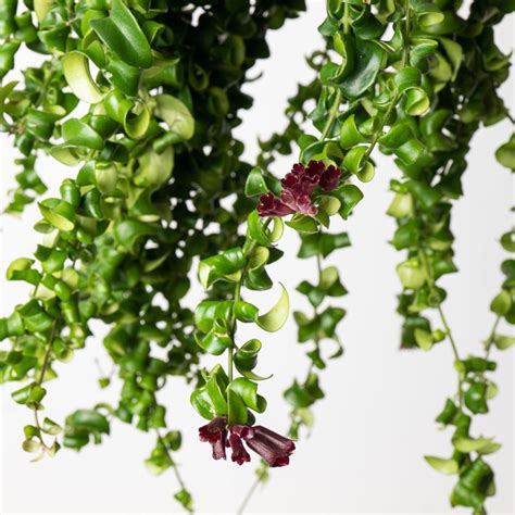 Aeschynanthus Radicans Rasta Plants