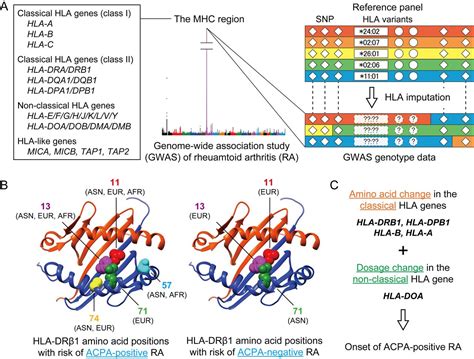 Rheumatoid Arthritis Genetic Disease At Numbers Mcleod Blog
