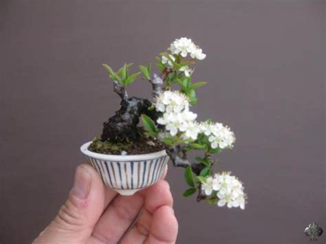 Top Smallest Bonsai Trees Bonsai Empire