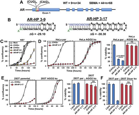 An Ar Cag Tnr Based Hp With Longer Cag Repeats More Effectively Kills Download Scientific