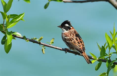 カシラダカ 2023 04 15 日本の野鳥識別図鑑