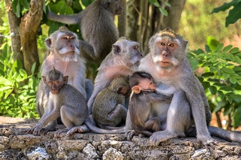 Uluwatu Monkey Forest In Bali Discover The ‘monkey Kingdom At