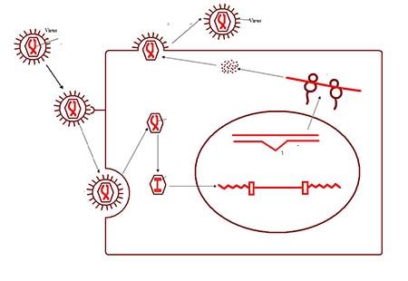 Reverse Transcriptase Function Structure Application Video Lesson Transcript Study Com