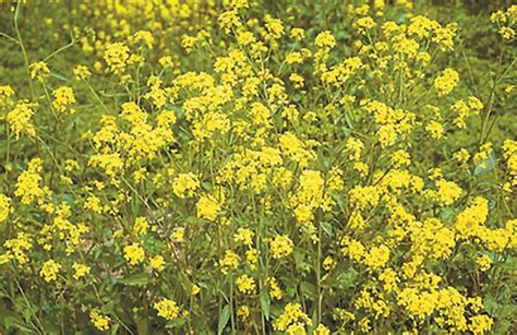 Полезно Кои растения подсказват за проблеми с почвата Български Фермер