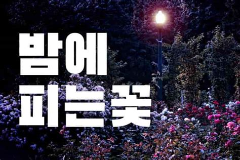 밤에 피는 꽃 종류 13가지 꽃말 물주기 온도 꽃플라워