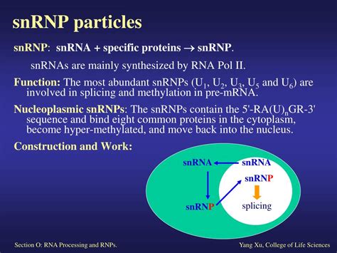 PPT O RRNA Processing And Ribosome PowerPoint Presentation Free Download ID