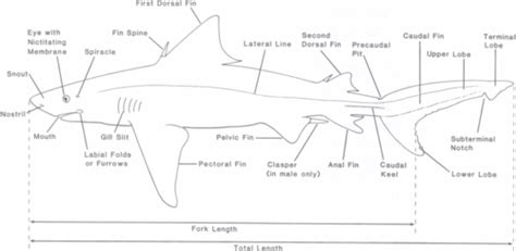 Jawed Fish Flashcards Quizlet