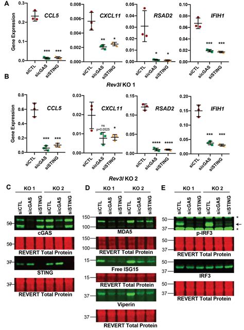 The Cgas Sting Axis Promotes Expression Of Interferon Stimulated Genes Download Scientific