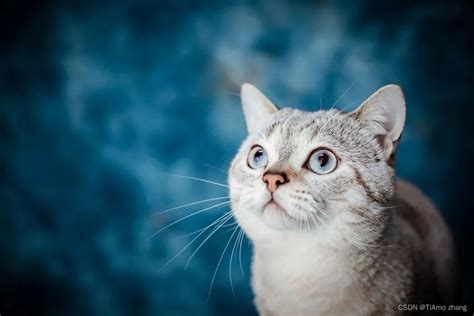 实体（集）间的联系实体集间的联系的基本形式是 Csdn博客