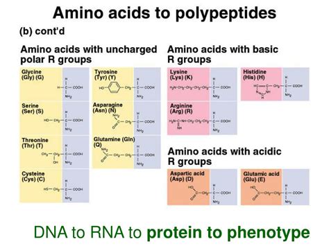 Ppt Tutorial 2 Some Problems In Bioinformatics 1 Alignment Pairs Of Sequences Powerpoint