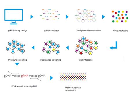 CRISPR Cas GRNA Library Screening Of Functional Genes CD Biosynsis