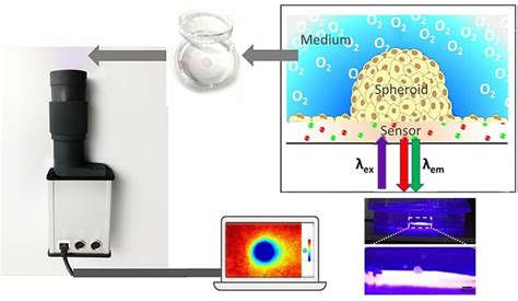 Application Note Spatio Temporal Hypoxia Investigation Within Live 3d Cancer Spheroids