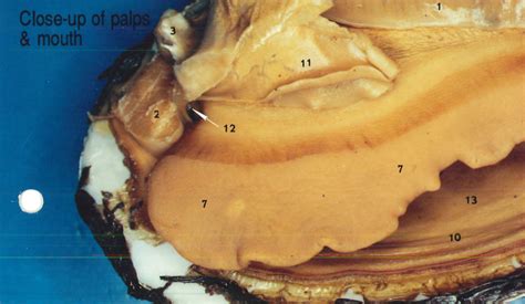 Clam 2 Diagram Quizlet
