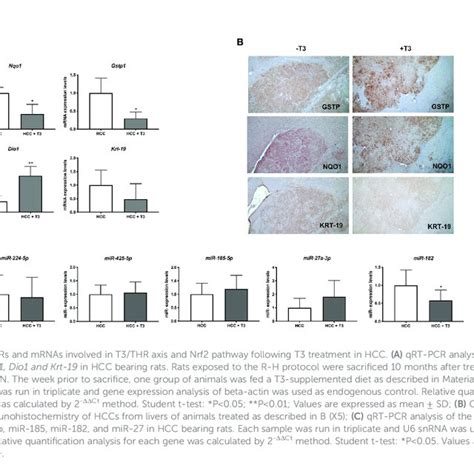 A Hierarchical Clustering Of Mirnas In Preneoplastic Lesions Download Scientific Diagram