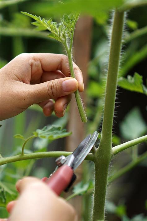 How And When To Prune Your Tomato Plants Gardeners Path