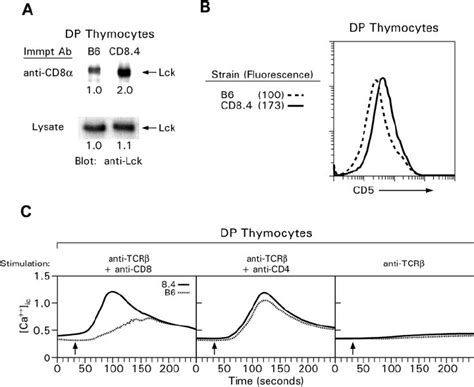 Increased Lck Binding And Increased Signaling Intensity By Cd8 4 Download Scientific Diagram