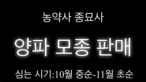 양파모종 판매 종묘사 영업 Youtube