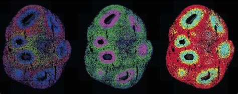 Controlling Organoids With Light By Combining Spatial Transcriptomics