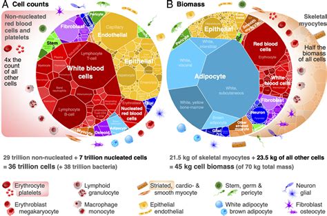 Pnas速递：人体细胞大小和数量的权衡 智源社区