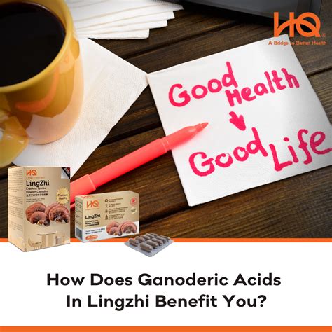 How Does Ganoderic Acids In Lingzhi Benefit You Hq Lingzhi Singapore