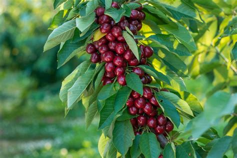 Tipos De Recolectores De Cerezas