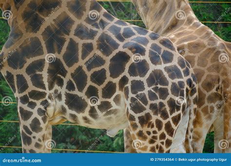 Giraffe Pattern Stock Photo CartoonDealer Com