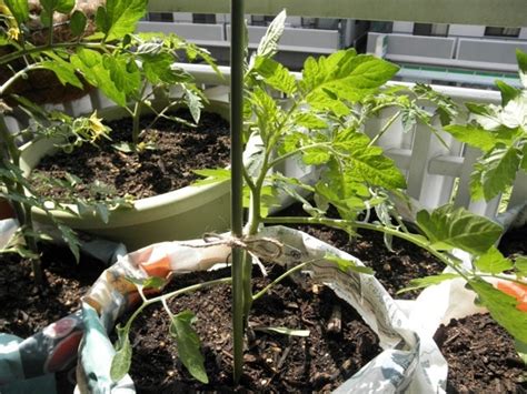 ミニトマトの支柱たて 大好きベランダ菜園
