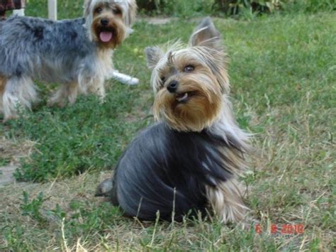 Мини йорк продам Ціна 5 400 купити Мини йорк Харків Україна Фото