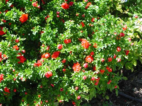 Grenadier Idee Et Astuce De La Maison