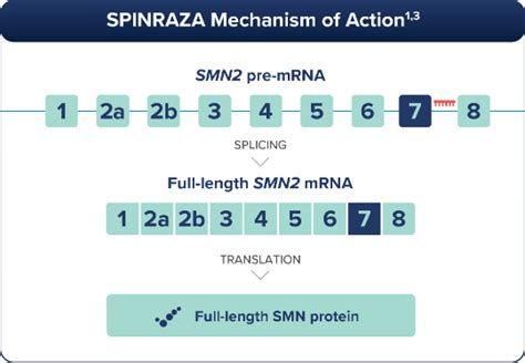 How Does Spinraza® Nusinersen Work Hcp