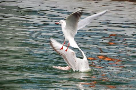 沙鷗翔集陸渾湖 每日頭條