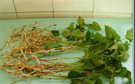 藥食同源魚腥草 每日頭條