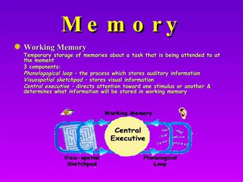 Chapter 13 The Biology Of Learning And Memory Ppt