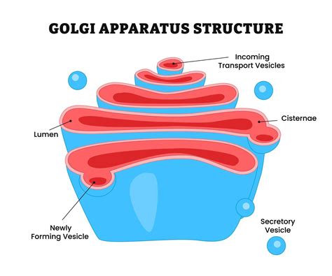 Golgi Apparatus Structure Anatomy Or Golgi Complex Labeled Lumen