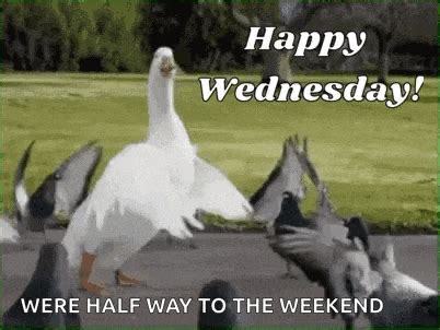 Funny Wednesday S