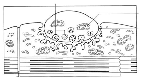 Neuromuscular Junction Diagram Quizlet