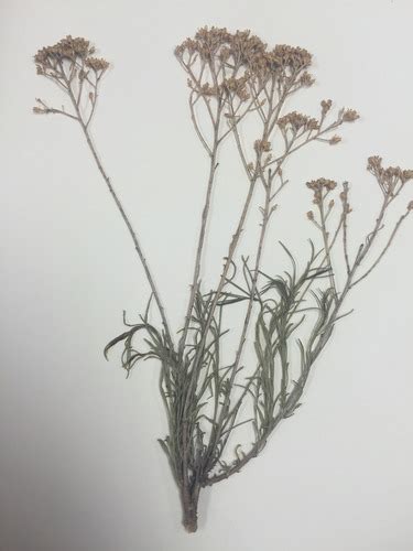Plants Flashcards Quizlet