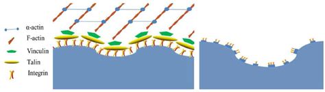 E Schematic Diagram Illustrating The Influence Of Surface Topography Of Download Scientific