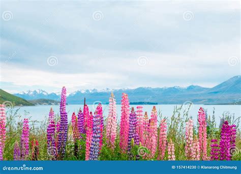 Beautiful Lupins Flower Around Lake Tekapo Area New Zealand Stock