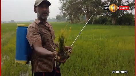 තවම නොවිසඳුණු ගොයම් හානිය Youtube