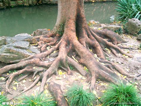 树根摄影图 树木树叶 生物世界 摄影图库 昵图网