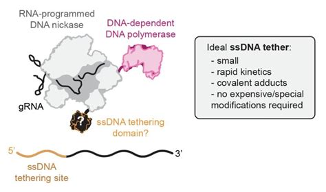 Click Editing Crispr Based Genome Editing Aritra Misra Phd Posted On The Topic Linkedin
