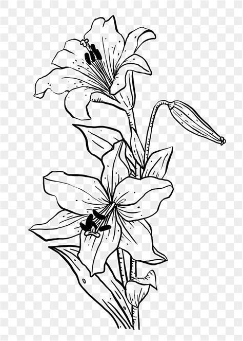 Free Lily Flower Clipart Download Free Lily Flower Clipart Png Images
