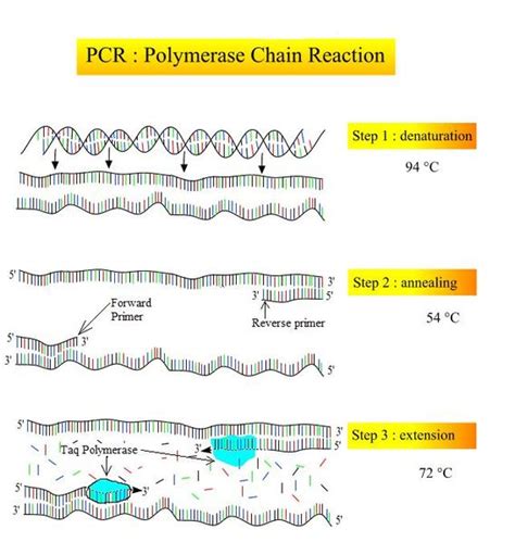 What Is The Difference Between Denaturation And Renaturation Of Dna