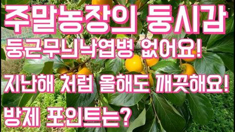 주말농장의 둥시감 공개 둥근무늬낙엽병 없어요 왜 지난해 처럼 올해도 깨끗해요 방제 포인트는 Youtube