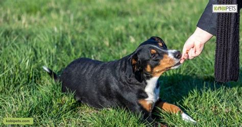 Dog Training Techniques Positive Reinforcement Vs Punishment Kobi Pets